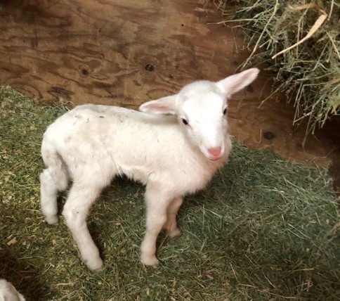Lockewood Acres Farm | Sustainable Solano